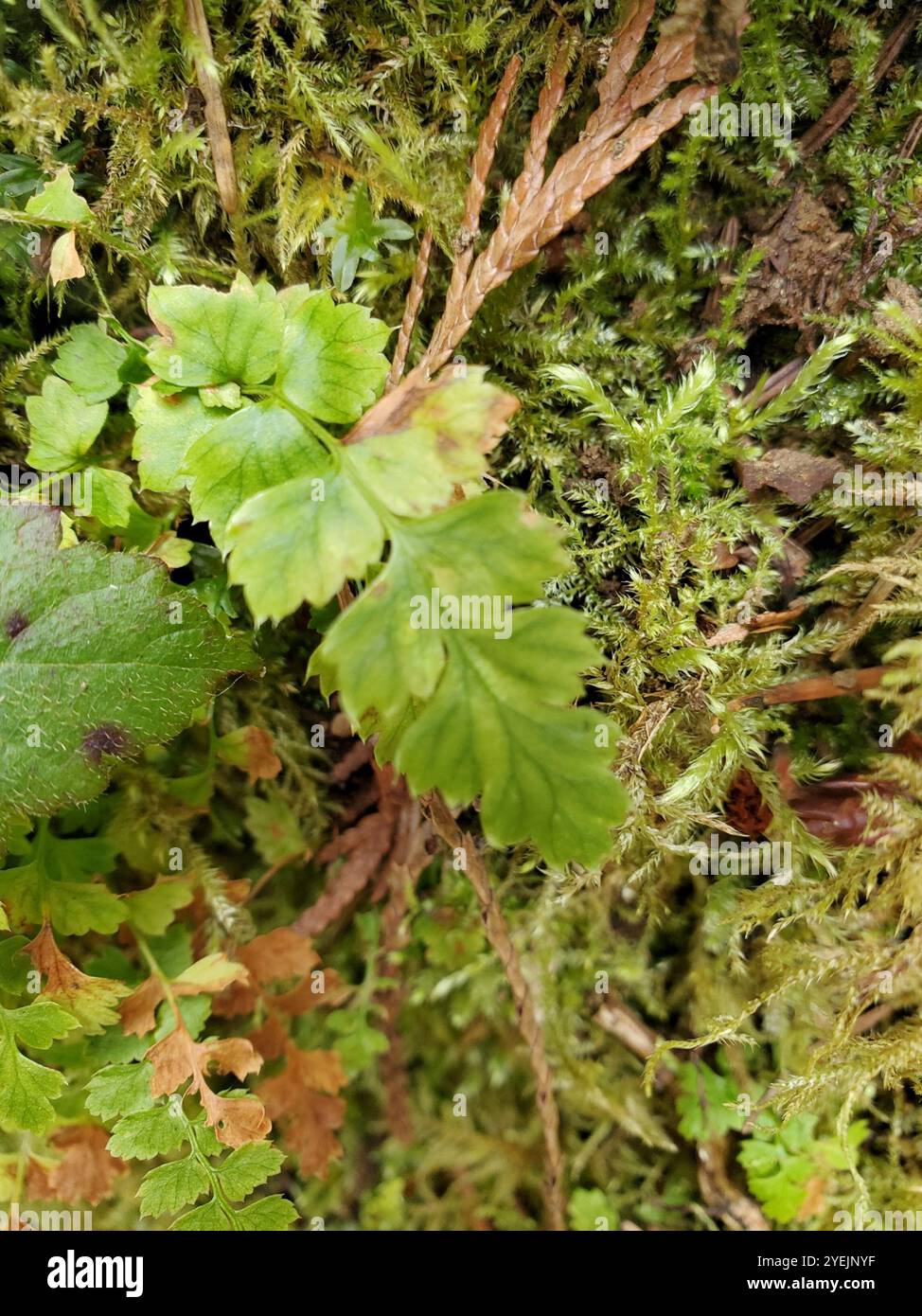 western sword fern (Polystichum munitum Stock Photo - Alamy