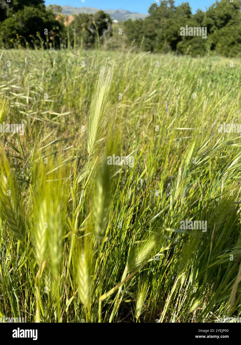 wall barley (Hordeum murinum Stock Photo - Alamy