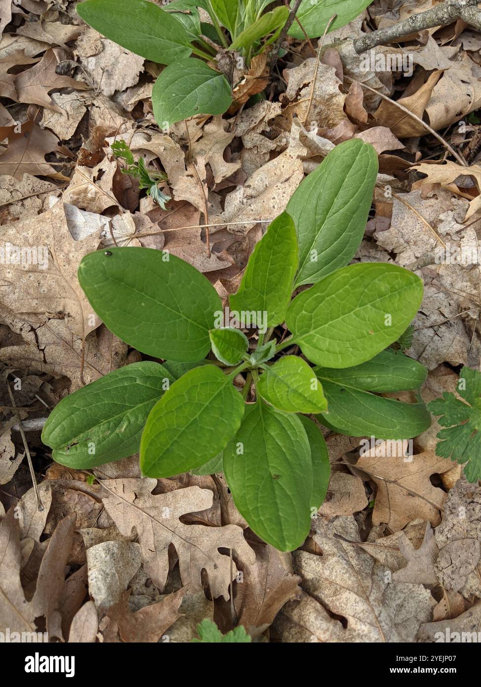 virginia stickseed (Hackelia virginiana Stock Photo - Alamy