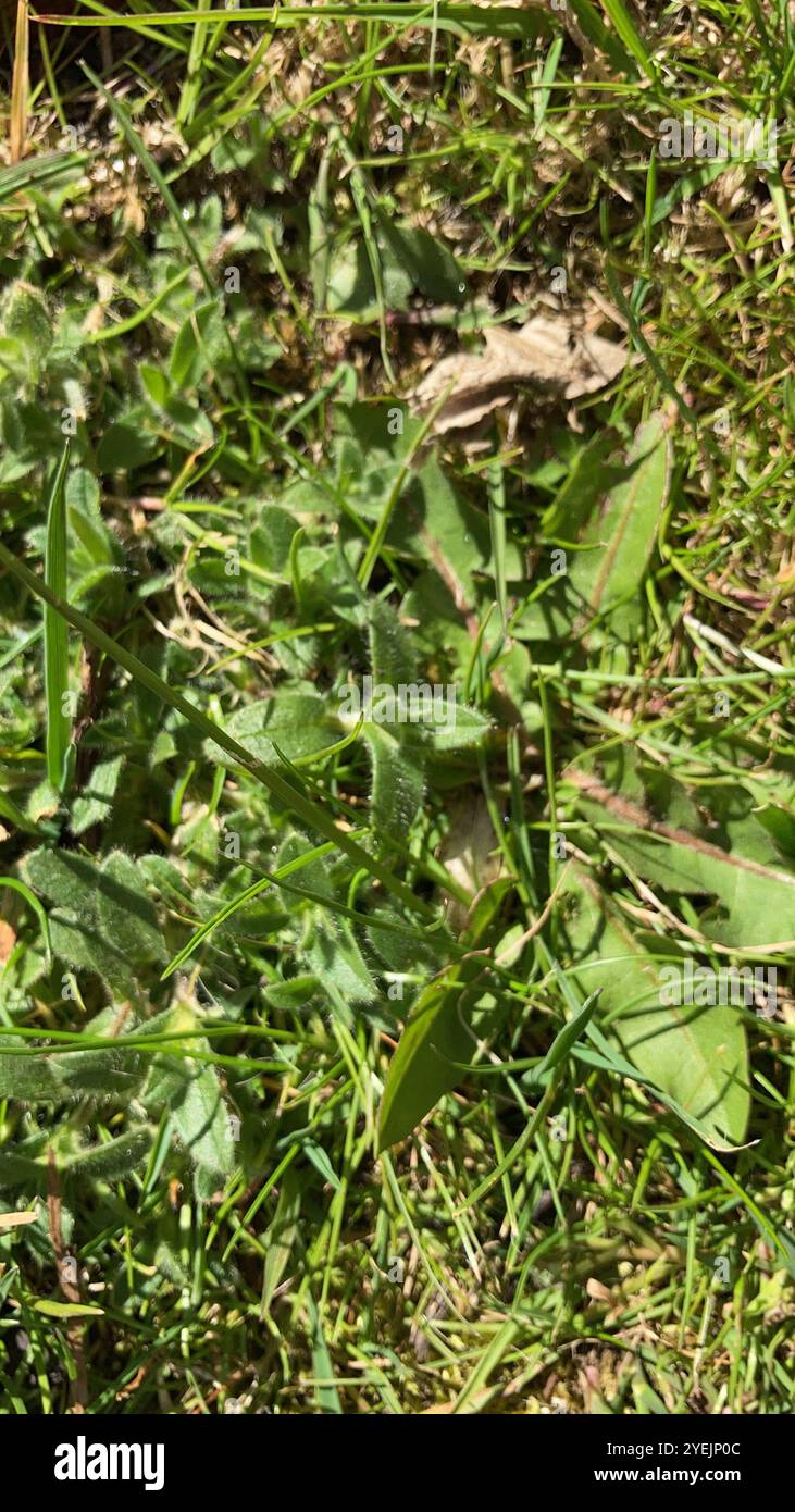 Common mouse-ear chickweed (Cerastium fontanum Stock Photo - Alamy