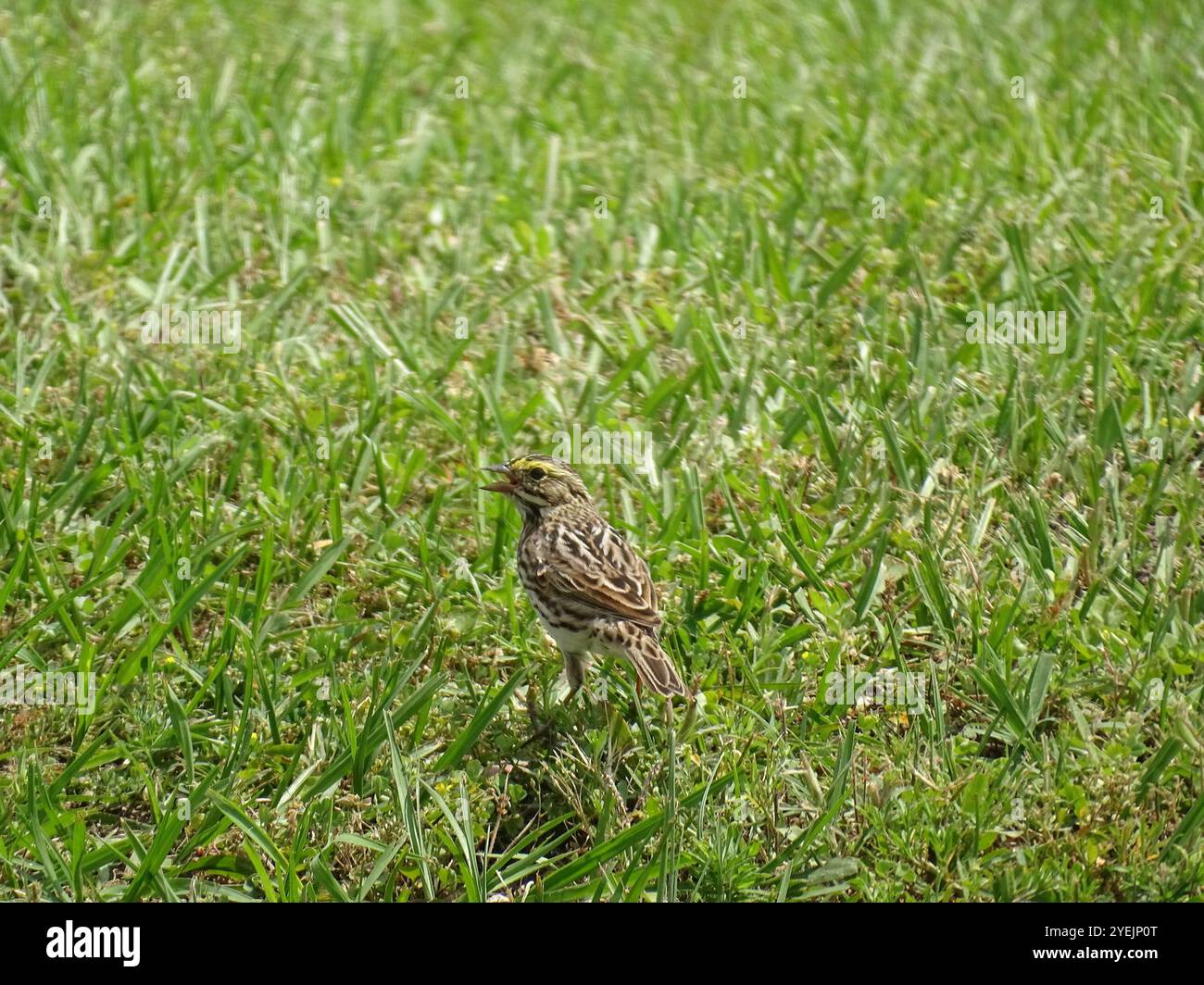 Savannah Sparrow (Passerculus sandwichensis Stock Photo - Alamy