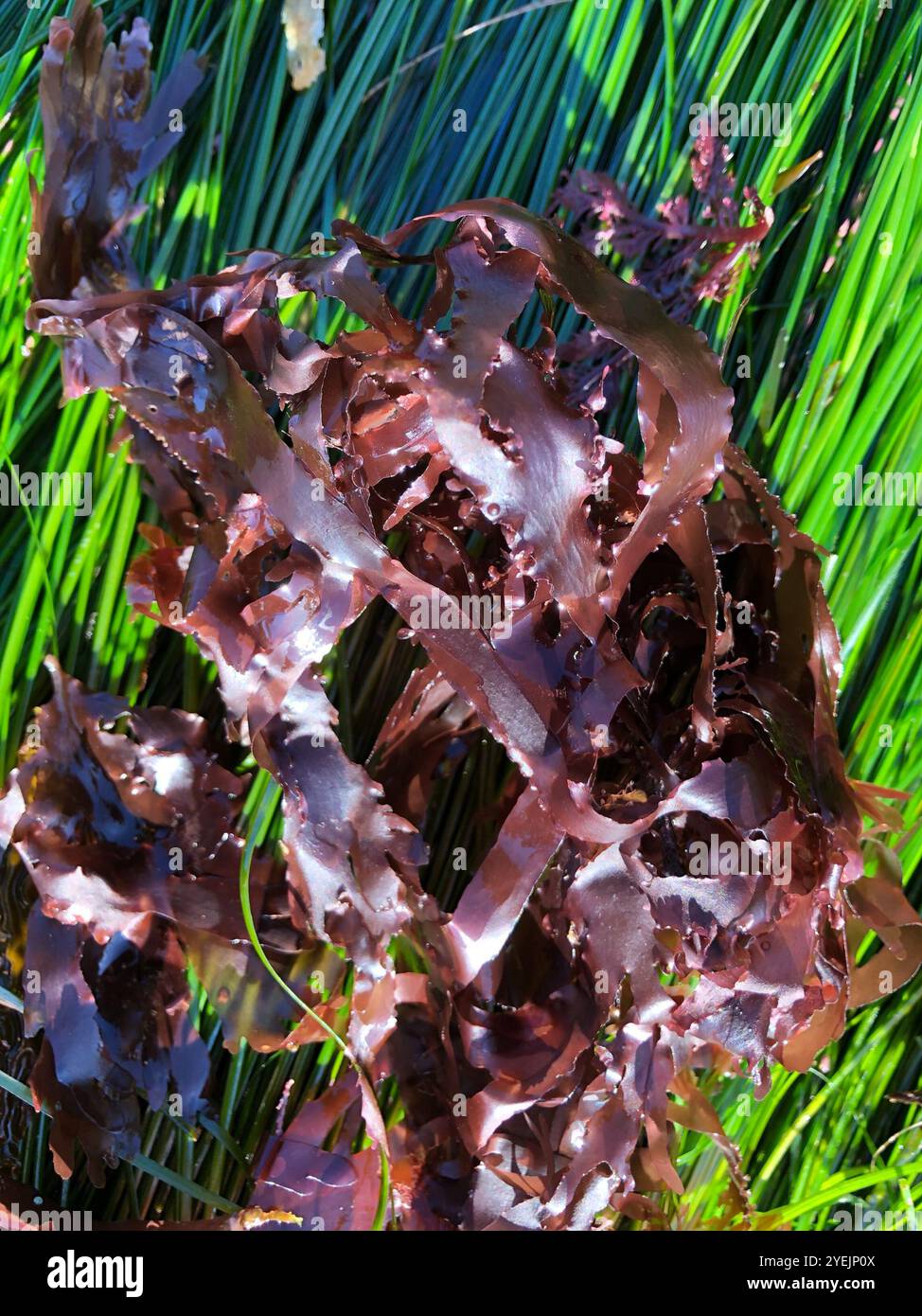 Grape Tongue (Cryptopleura ruprechtiana Stock Photo - Alamy