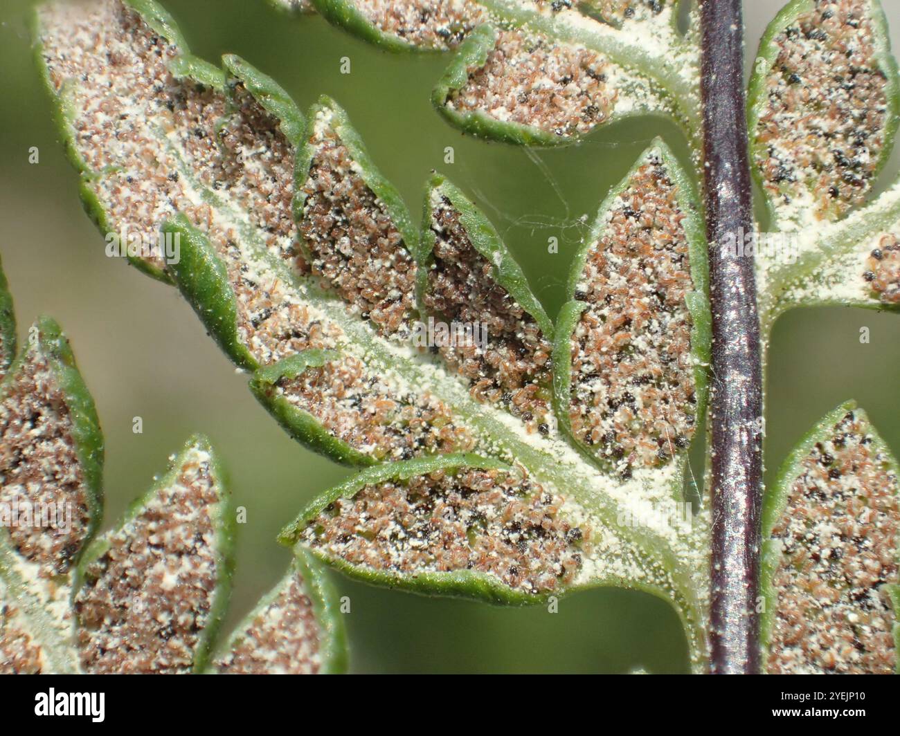 Pityrogramma hi-res stock photography and images - Alamy