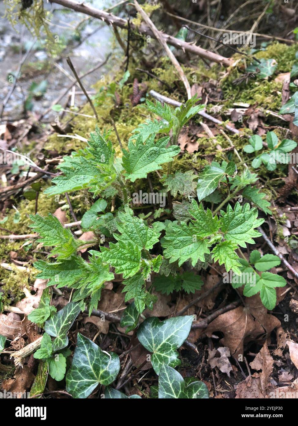 Dwarf Nettle (Urtica urens Stock Photo - Alamy