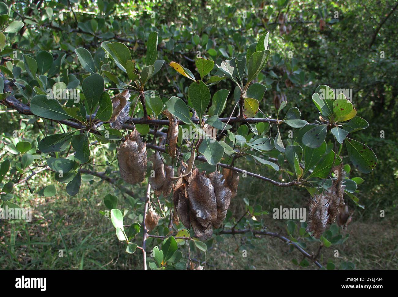 Terminalia prunioides hi-res stock photography and images - Alamy