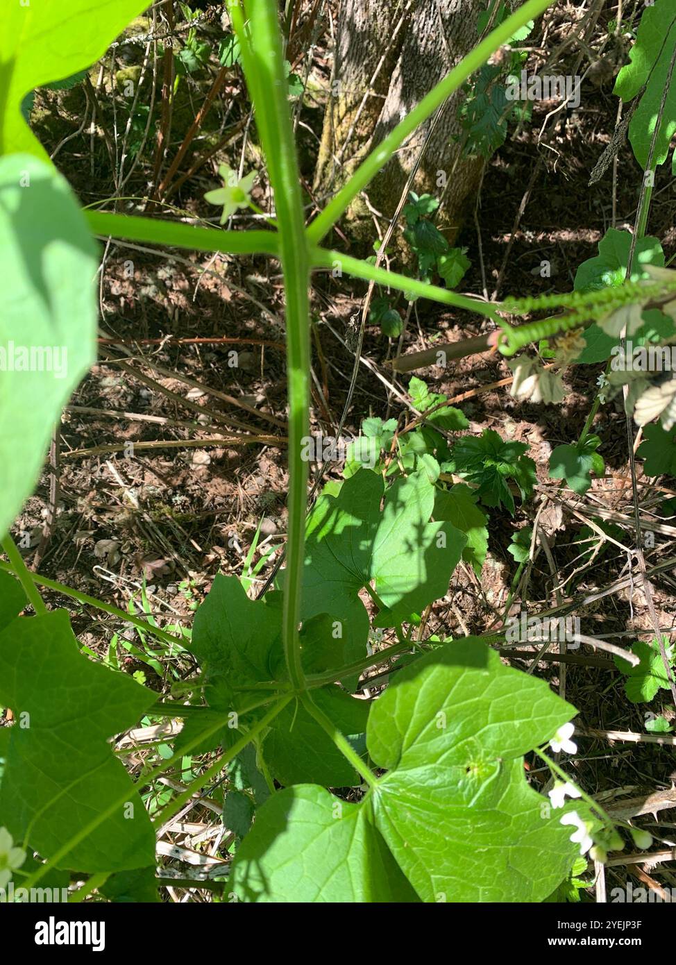 coastal manroot (Marah oregana Stock Photo - Alamy