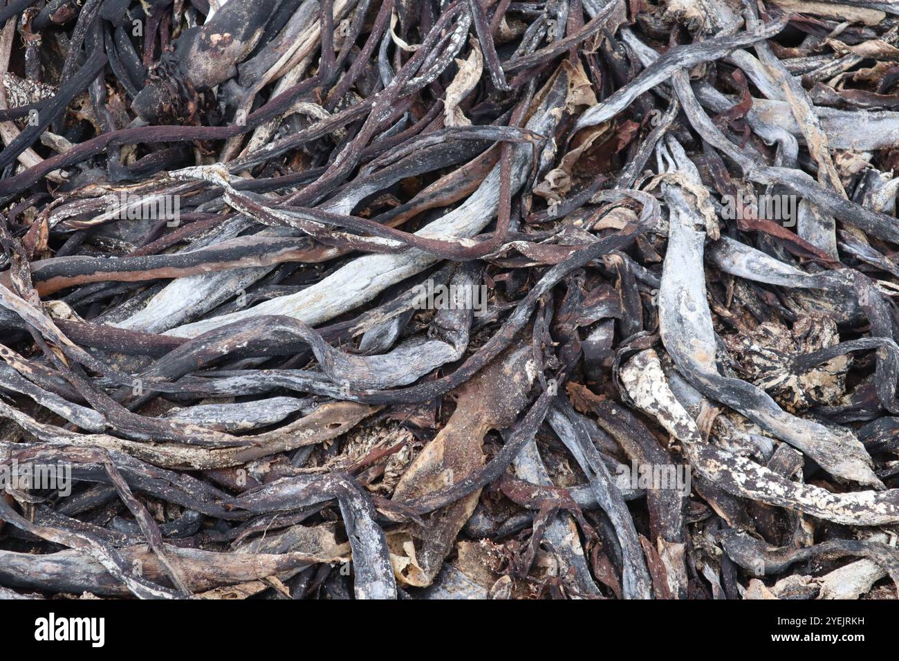 Kelp large seaweed on sand hi-res stock photography and images - Alamy