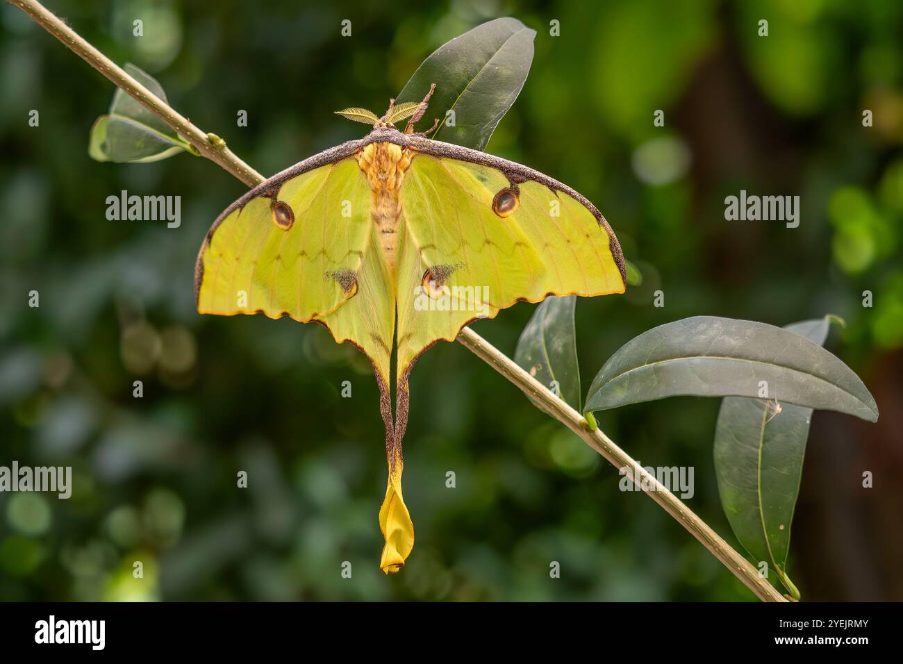 African moon moth - Argema mimosae, large beautiful green silk moth ...