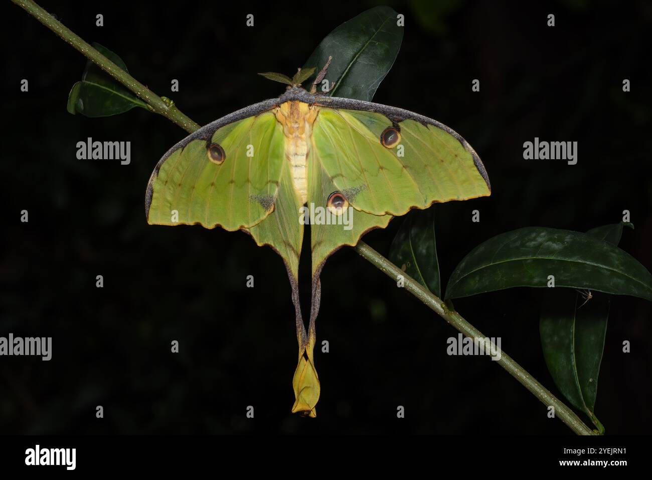African moon moth - Argema mimosae, large beautiful green silk moth ...