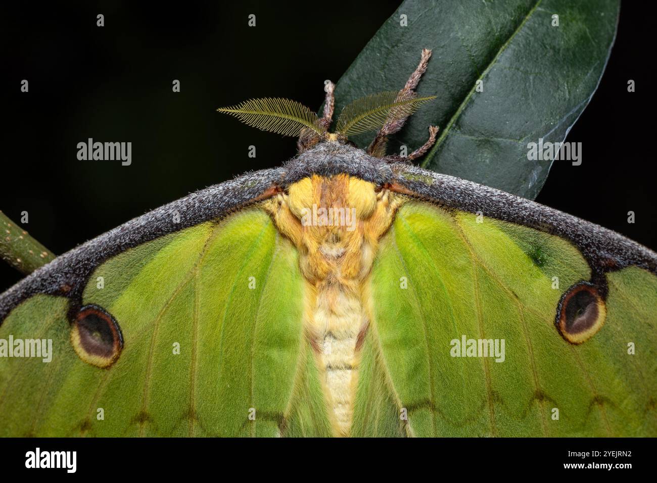 African moon moth - Argema mimosae, large beautiful green silk moth ...