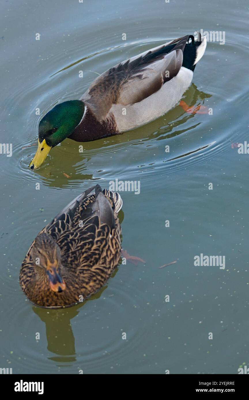 Male mallard duck feeding in hi-res stock photography and images - Alamy