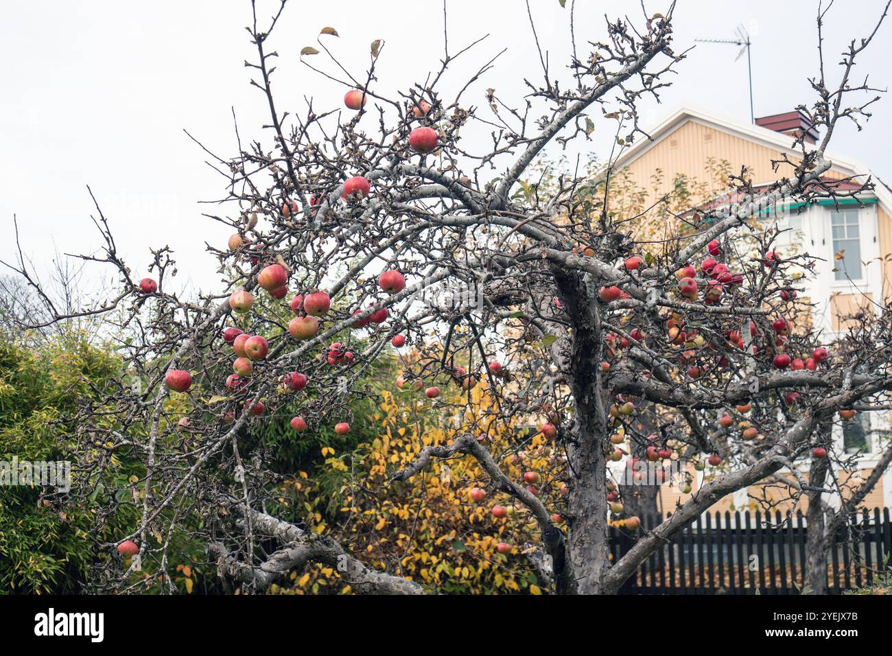 Garden late autumn tree hi-res stock photography and images - Alamy