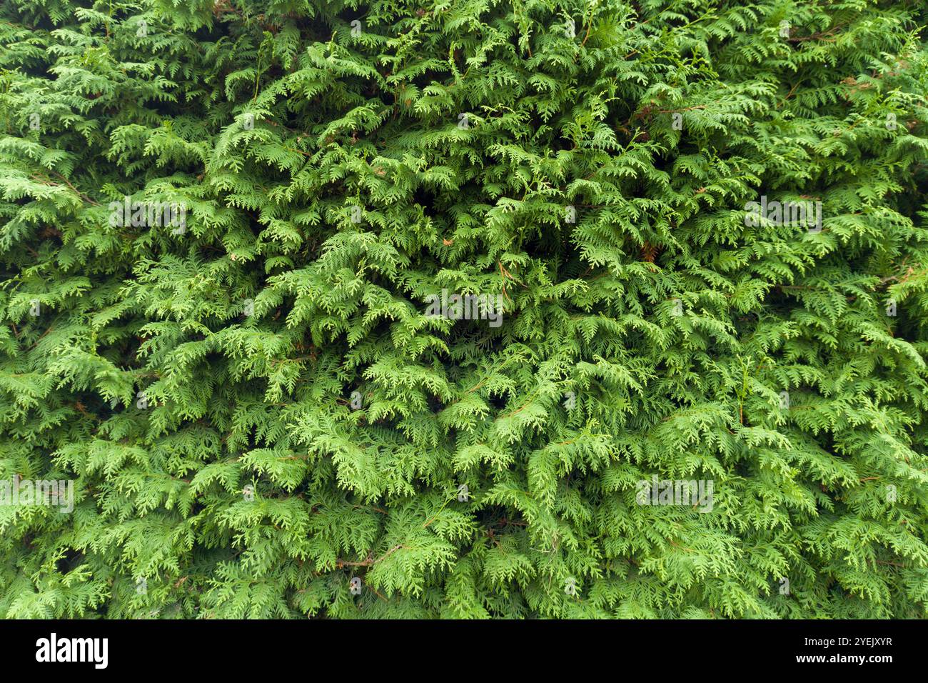 Hedge texture hi-res stock photography and images - Alamy