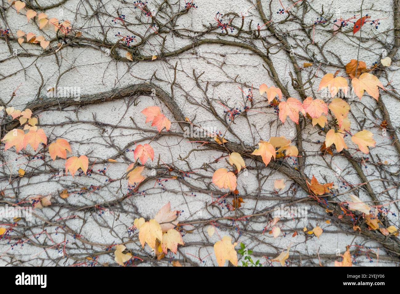 Climbing Vines with Autumn Leaves on Wall Stock Photo - Alamy