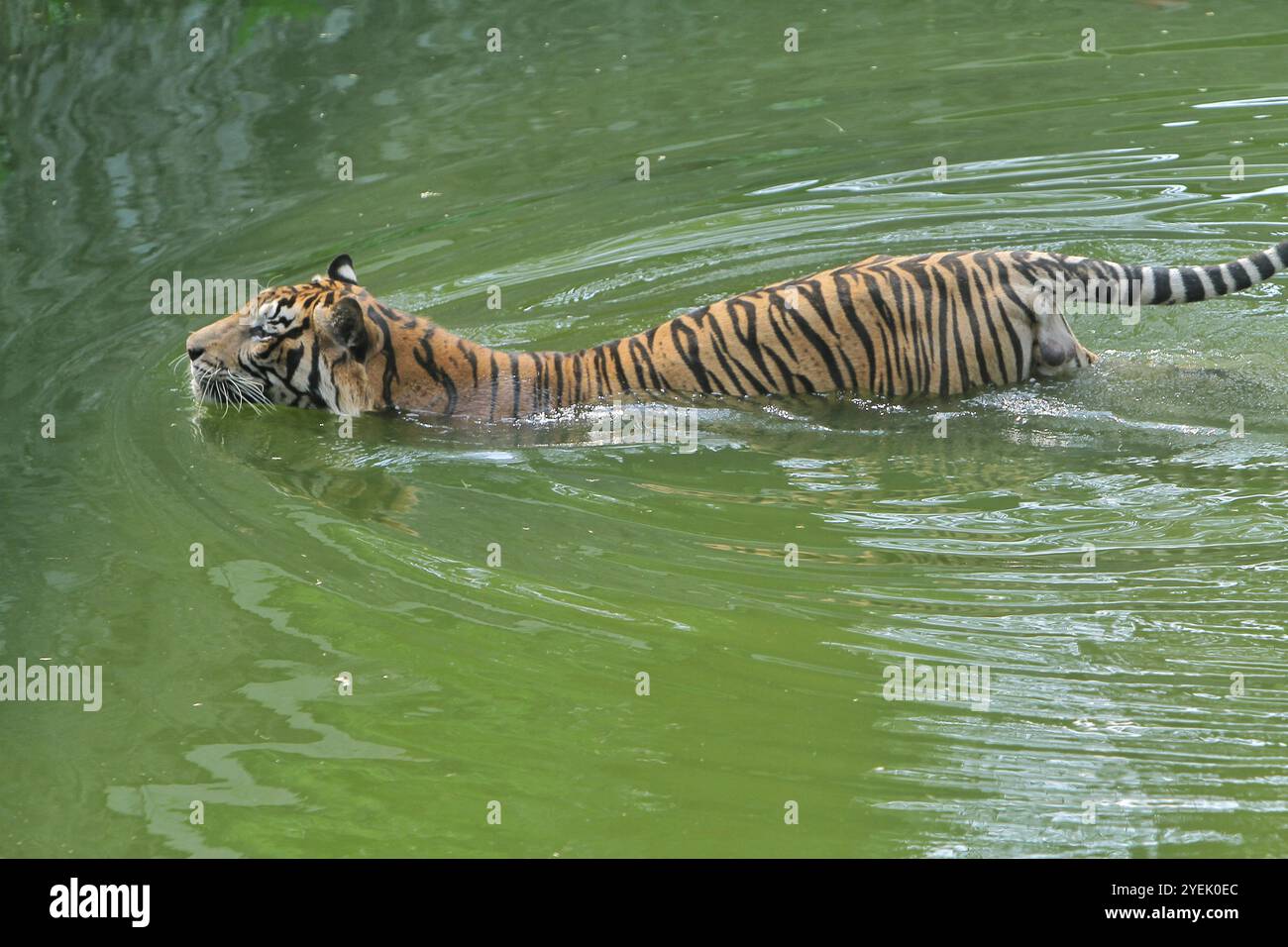 a sumatrantiger swimming alone during the day Stock Photo - Alamy