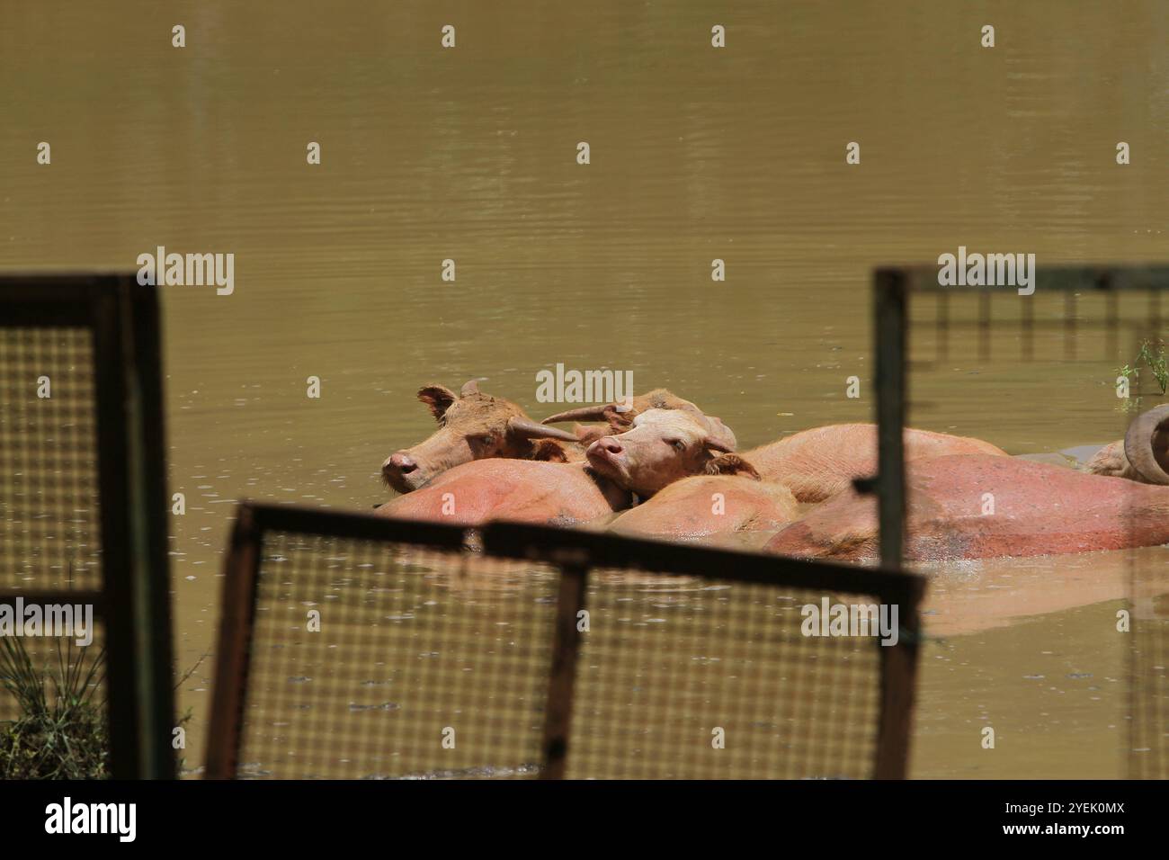 Albino buffaloes wallow in ponds during the day Stock Photo - Alamy