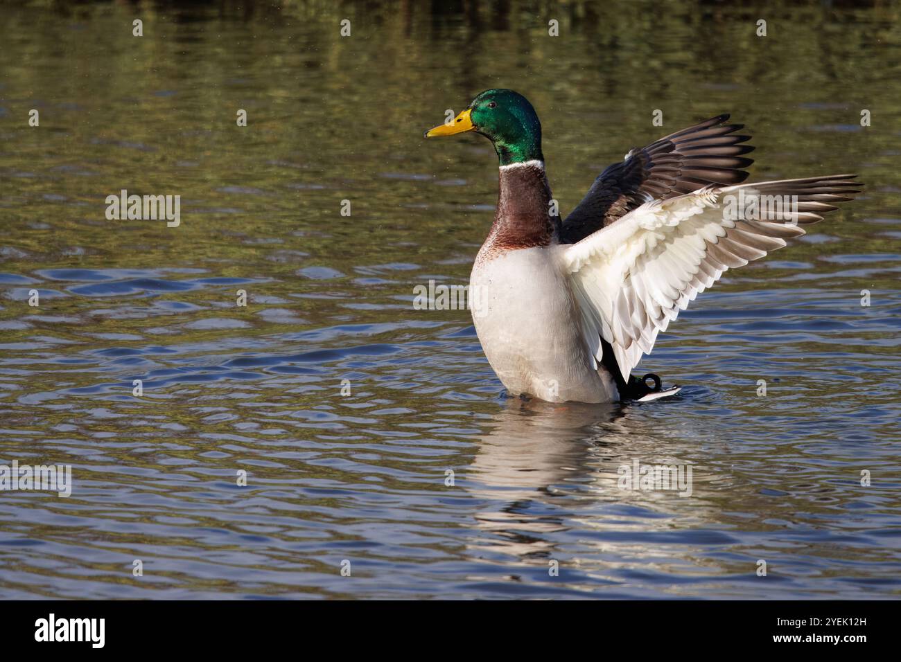 Pato mallard hi-res stock photography and images - Alamy