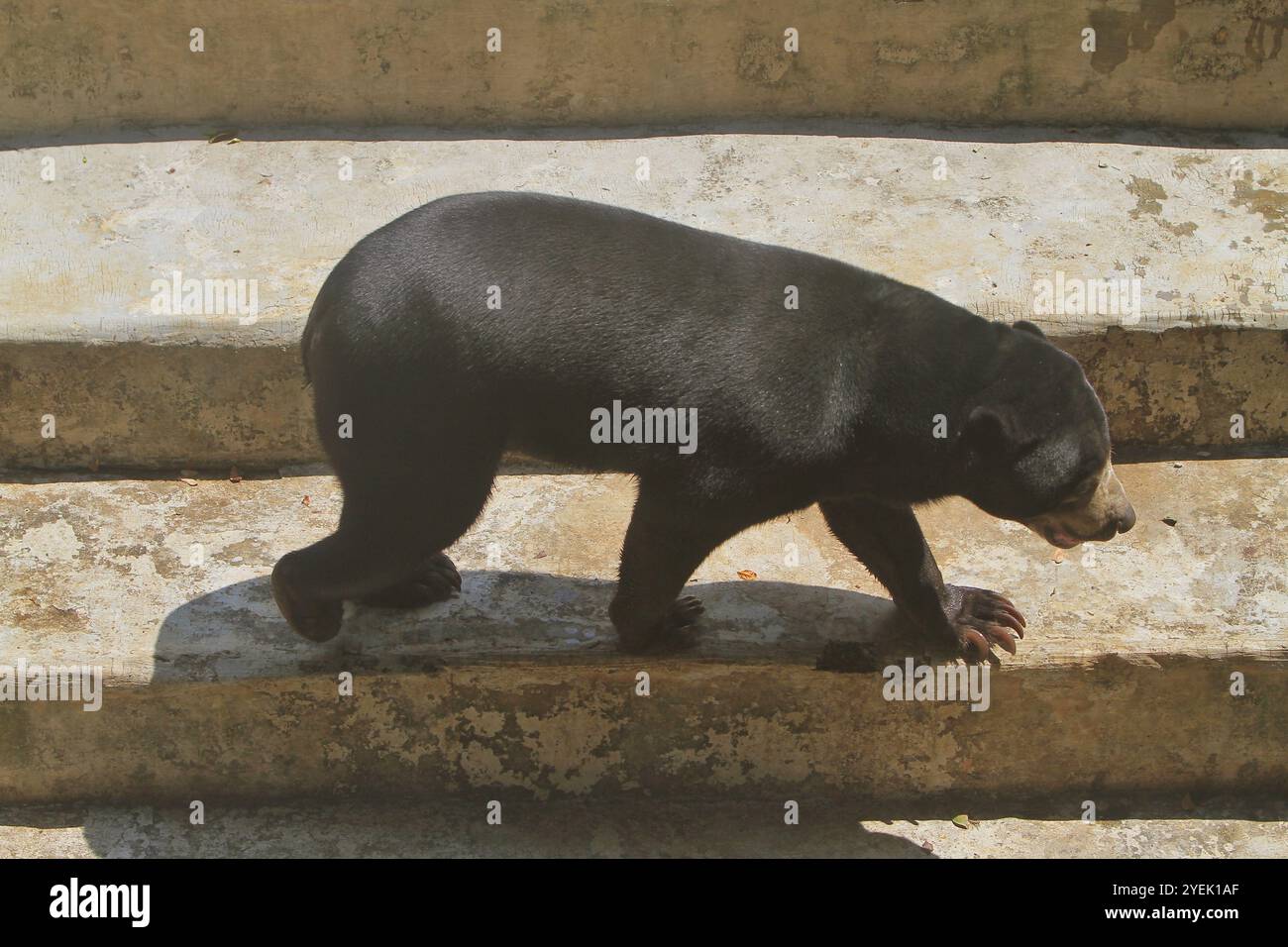 A sun bear is walking around in a zoo during the day Stock Photo - Alamy