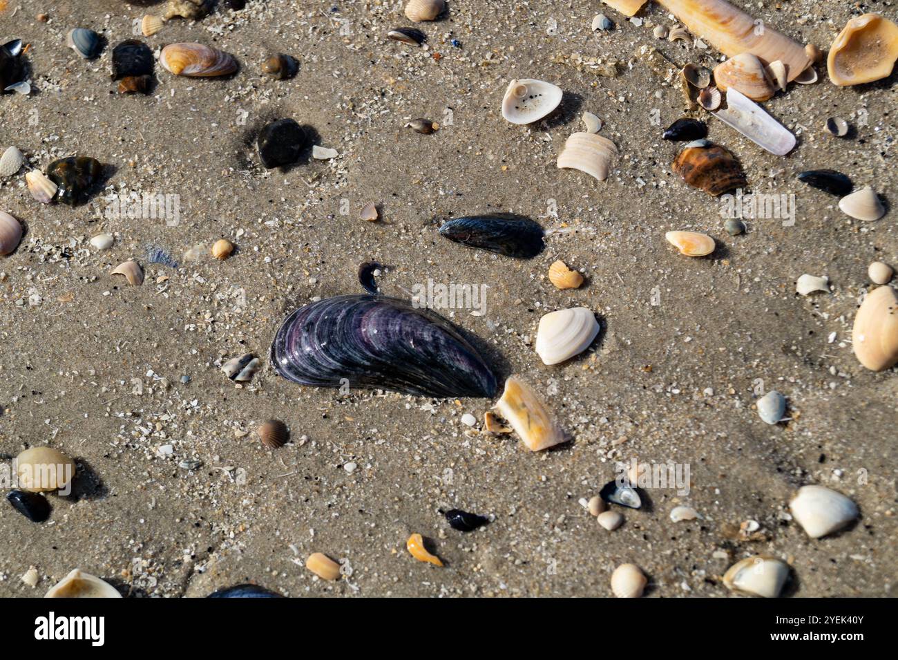 Impressions of the endless beach at the northern sea in Blavand Denmark ...