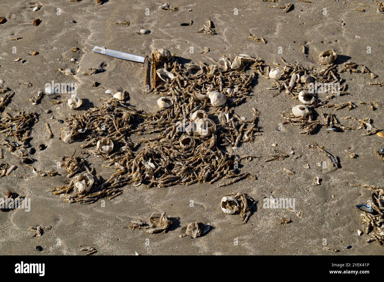 Impressions of the endless beach at the northern sea in Blavand Denmark ...