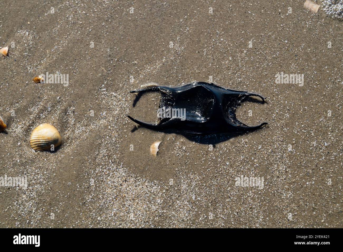 Impressions of the endless beach at the northern sea in Blavand Denmark ...