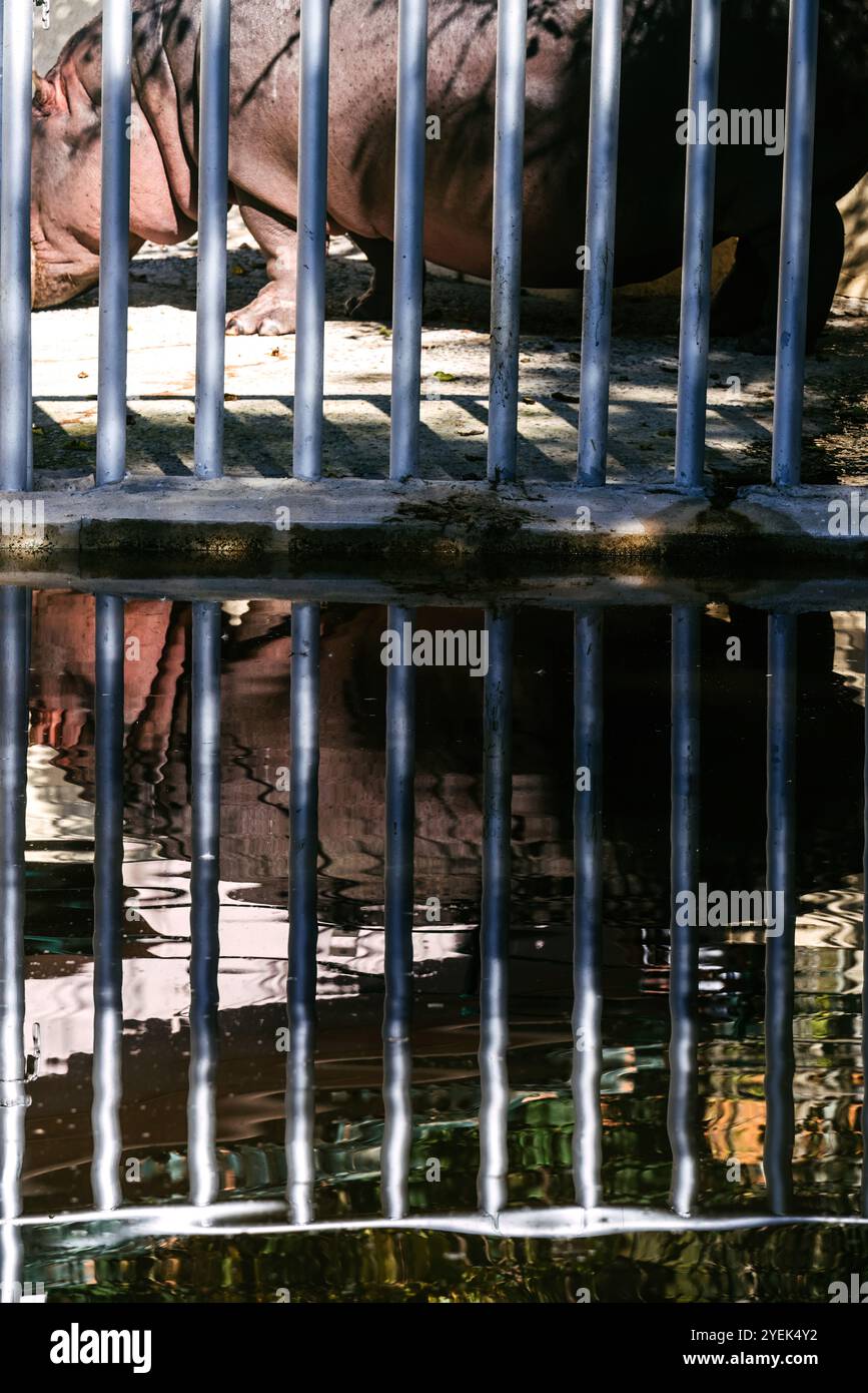 Zoo enclosure habitat design hi-res stock photography and images - Alamy