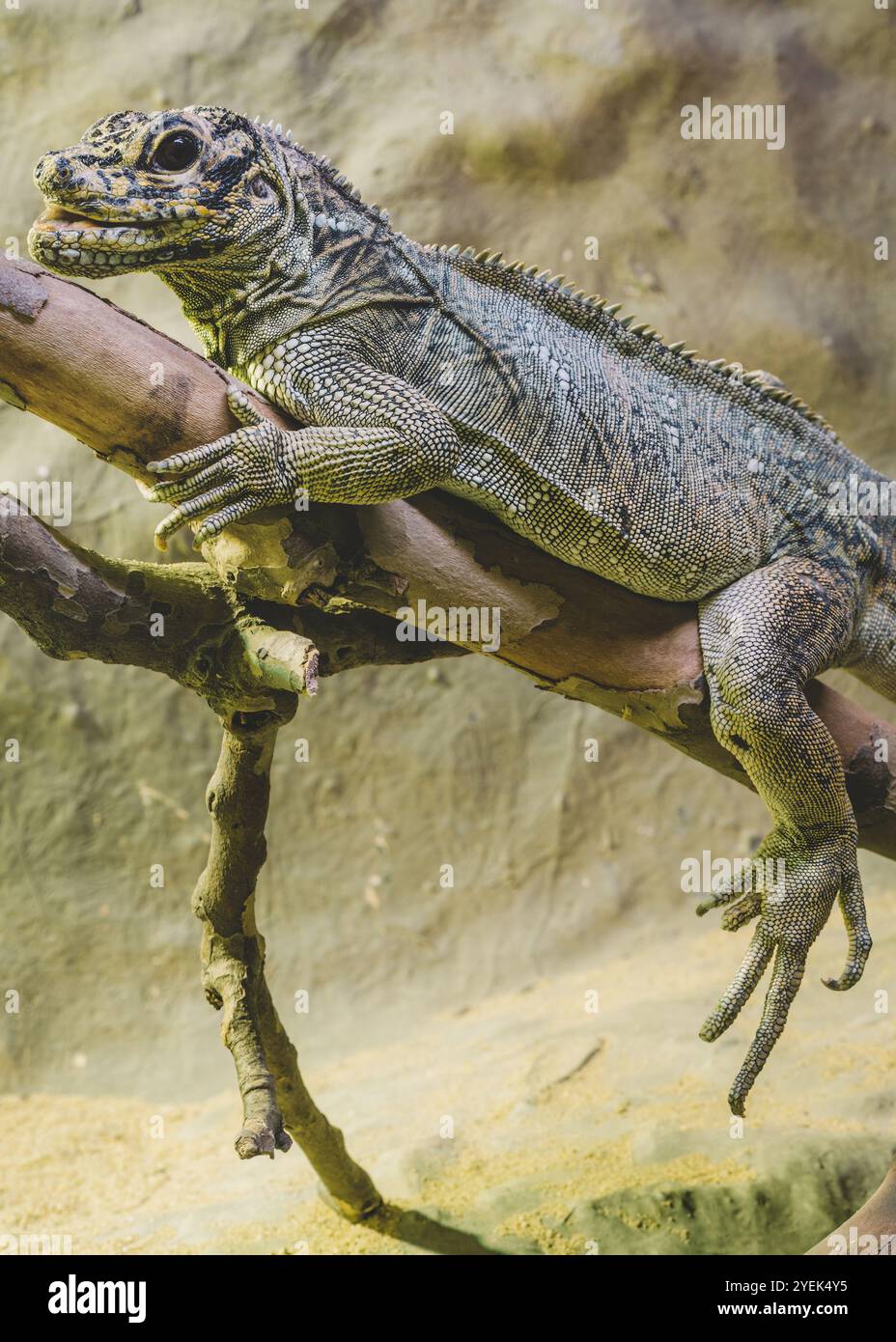 An impressive lizard resting on a branch, showcasing its unique ...