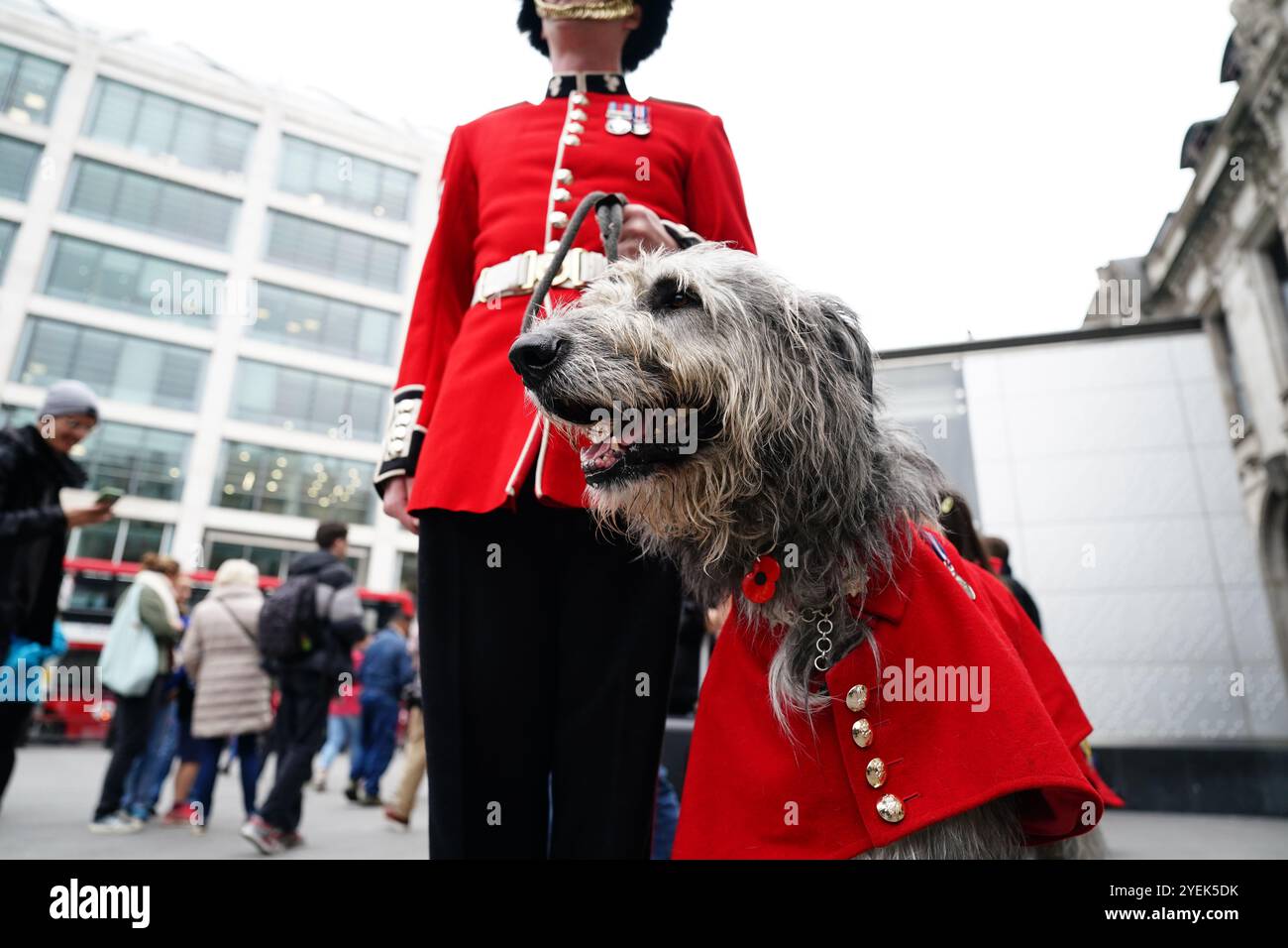 Seamus, the Irish Guards mascot during the Royal British Legion Poppy ...