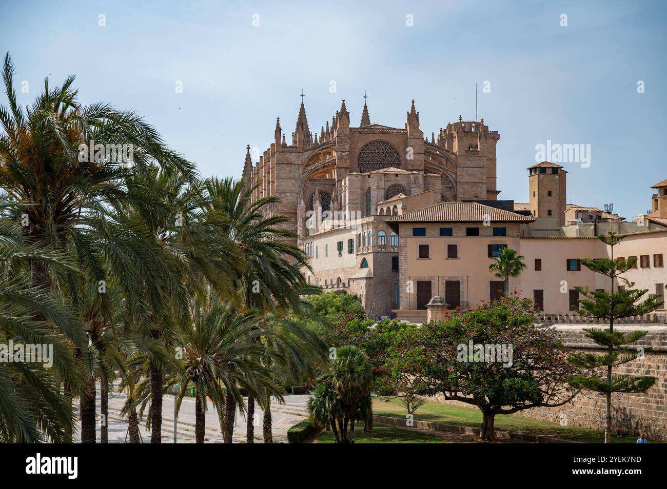 Cathedral of Santa Maria of Palma, La Seu, palm trees in front, back ...