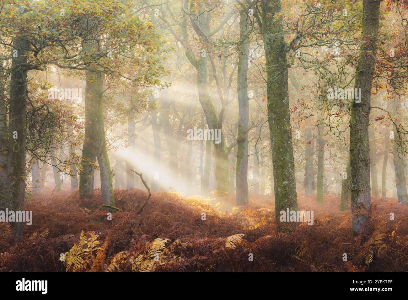 Golden sunrays filter through misty European Oak trees (Quercus robur ...