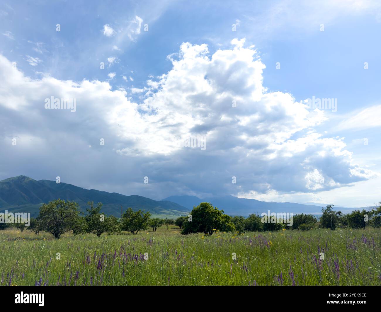 Spacious spring field with green grasses and distant mountain ranges ...
