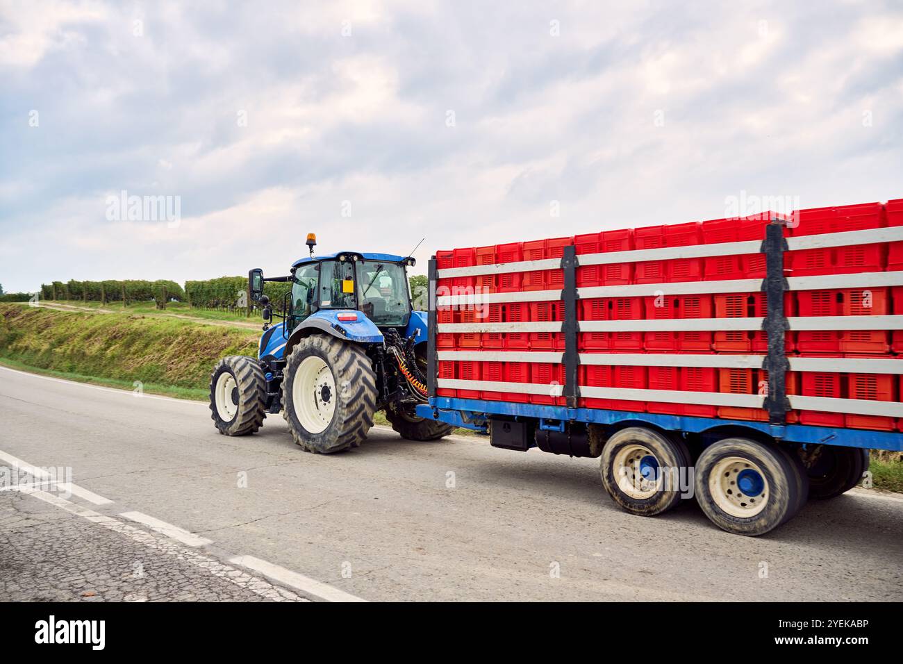 Farm tractor with trailer transports harvested grapes in the vineyards ...