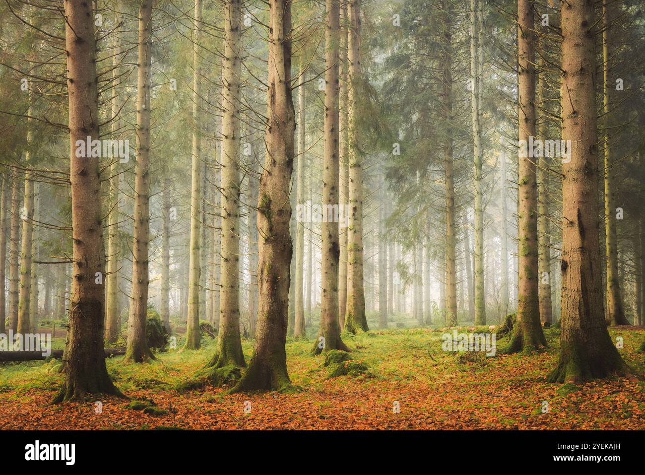 Misty morning light filters through a serene pine forest in Kinclaven ...