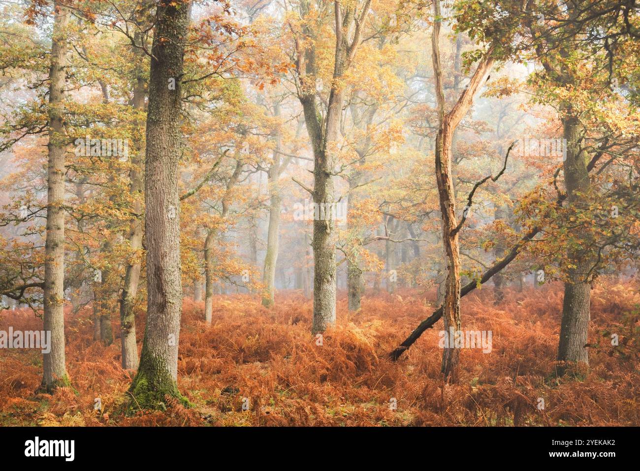 European Oak trees (Quercus robur) stand tall in the misty, golden ...