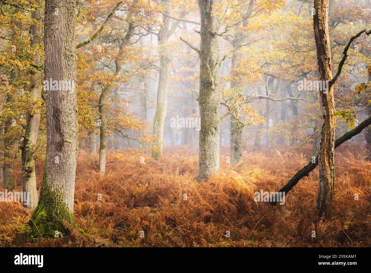 European Oak trees (Quercus robur) stand tall in the misty, golden ...