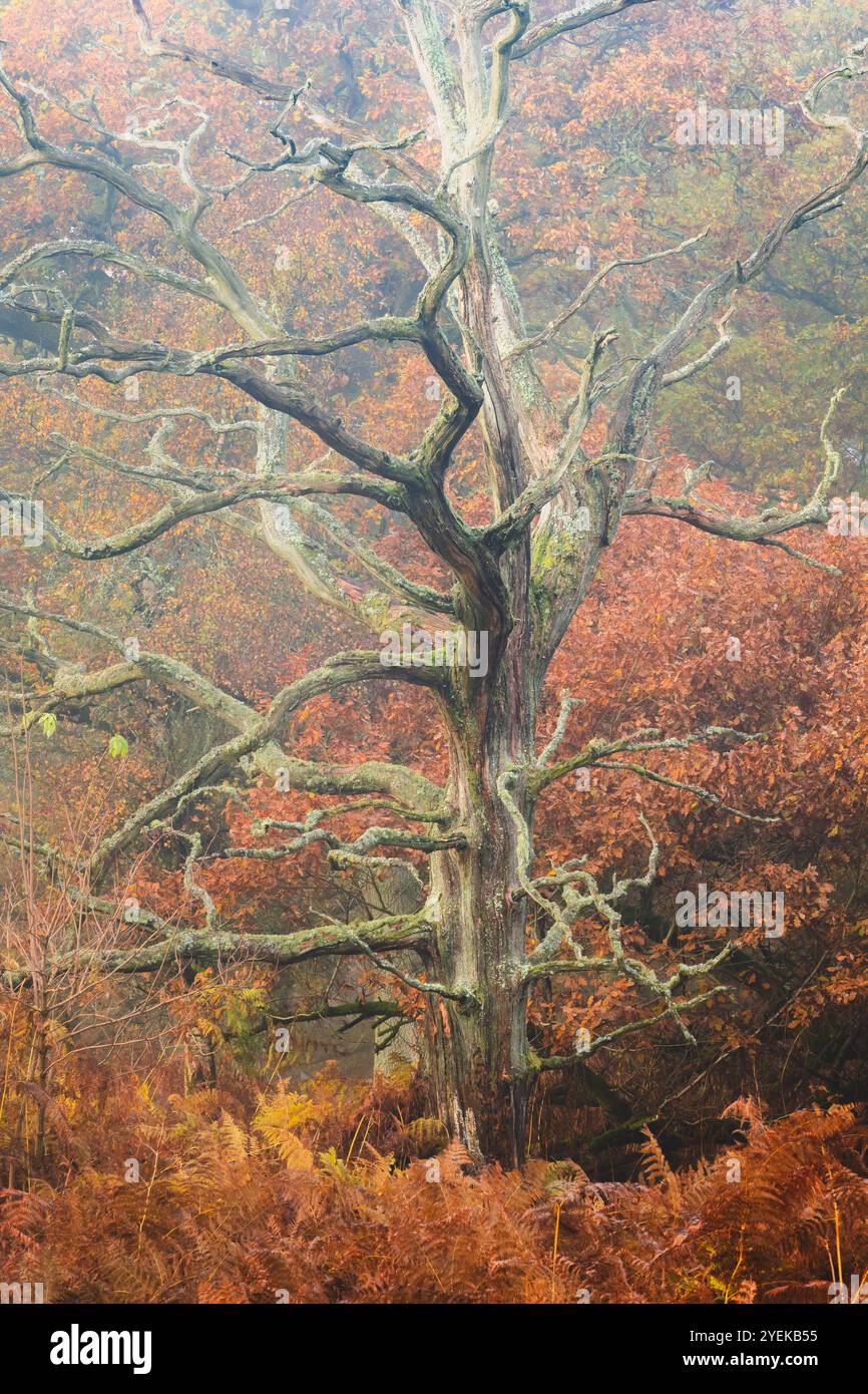 Twisted oak tree surrounded hi-res stock photography and images - Alamy