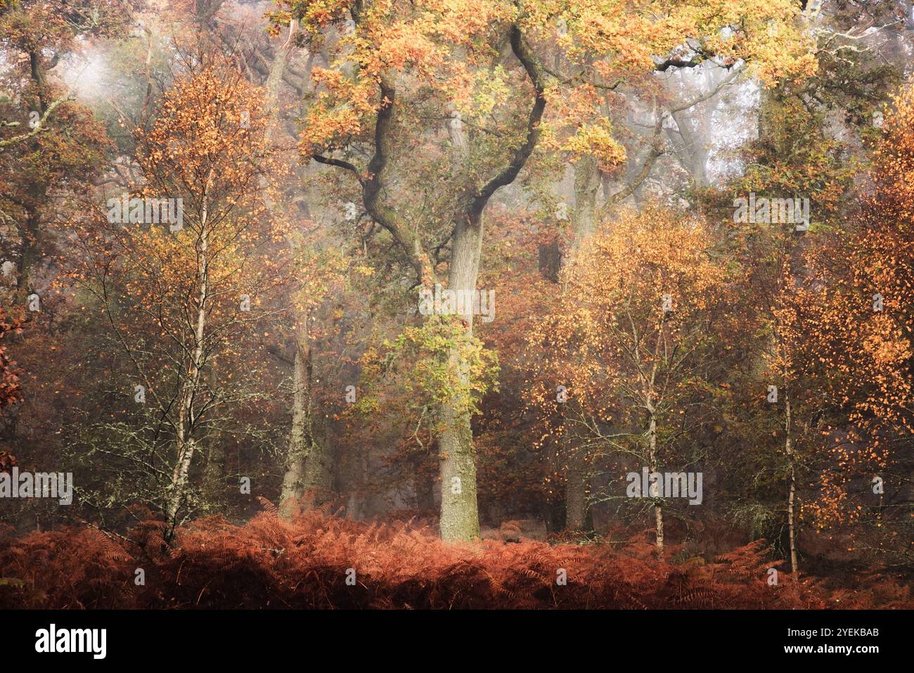 Misty autumn forest woodland with European Oak (Quercus robur) trees ...