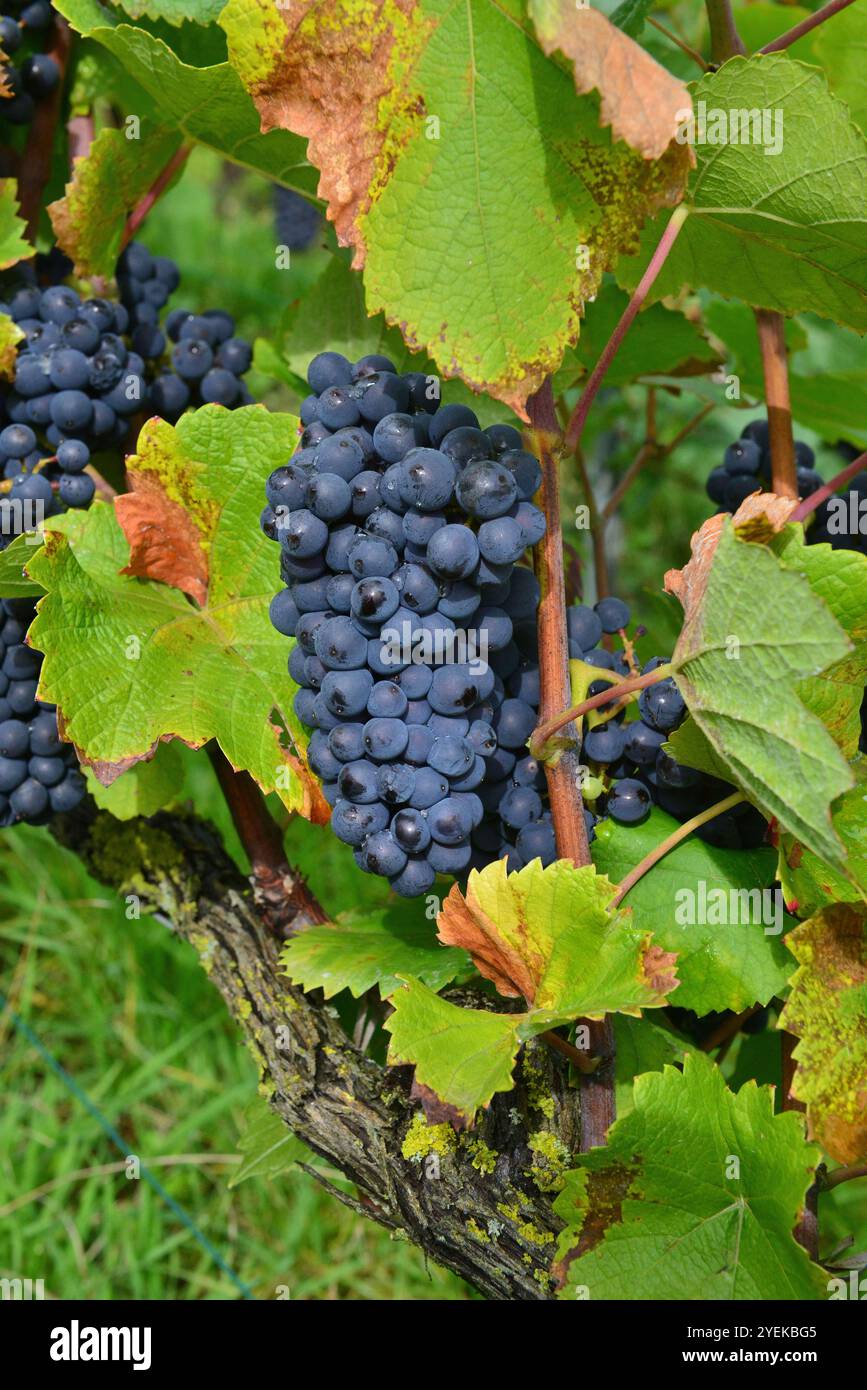 Bunch of ripe grapes and vine leaves in a Champagne vineyard. Meunier ...