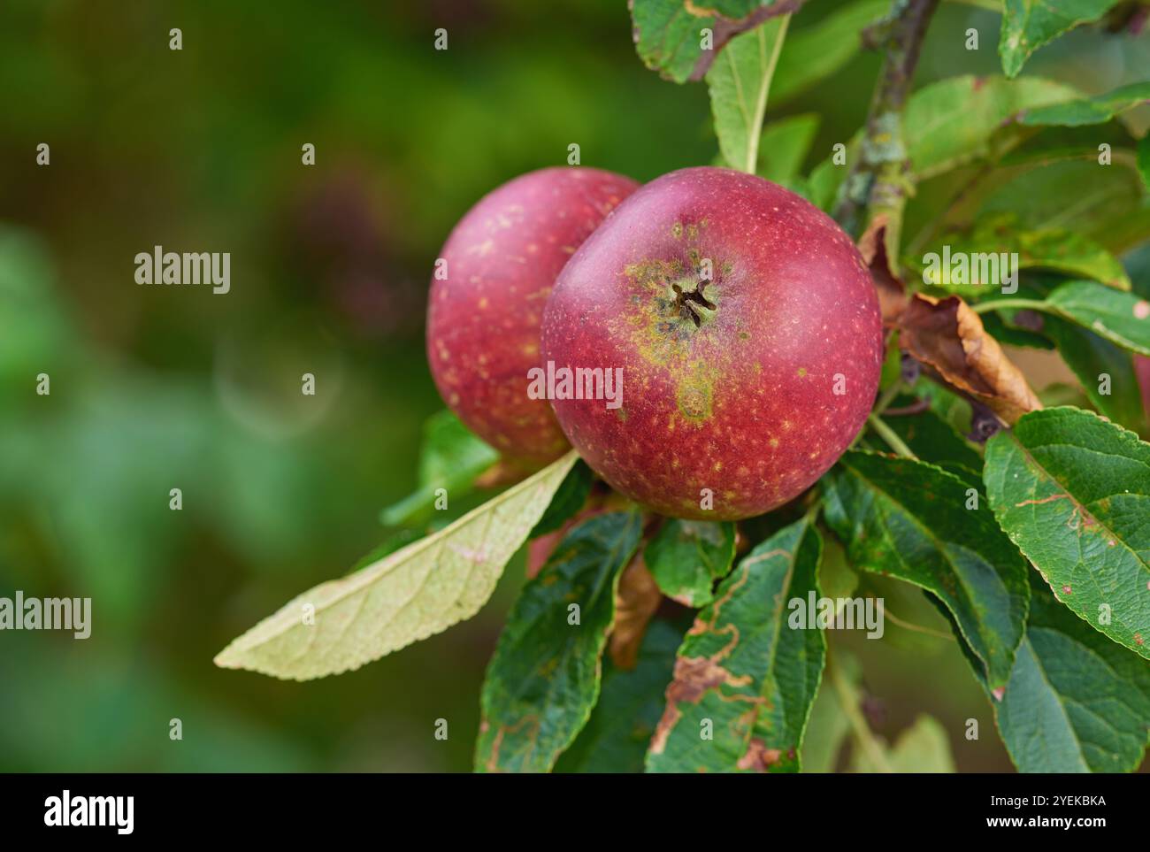 Red apples, tree and textures for healthy diet, wellness and food as snack or harvest in farming ...