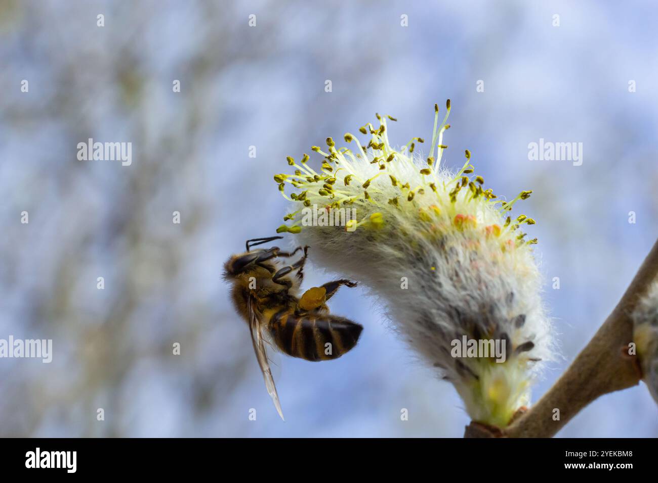 Honeybee willow catkin insect hi-res stock photography and images - Alamy