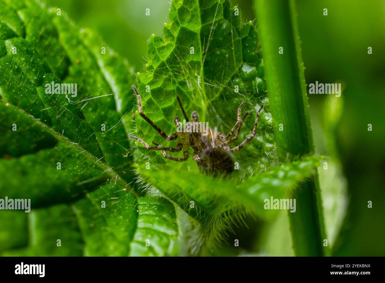 Adult Female Wolf Spider from the Family Lycosidae hunted a red insect ...
