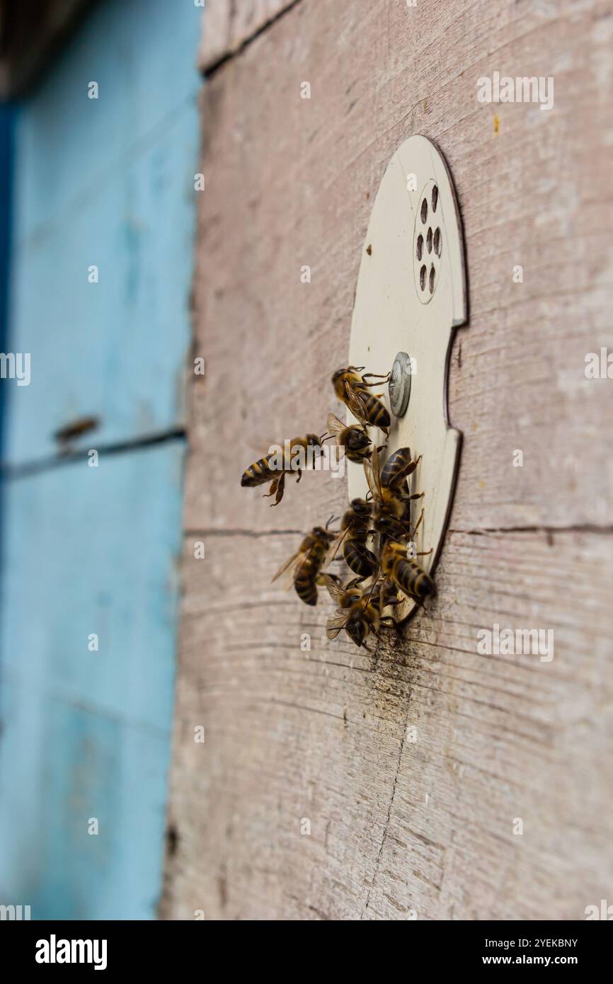 Group of bees near a beehive, in flight. Wooden beehive and bees. Bees fly out and fly into the ...