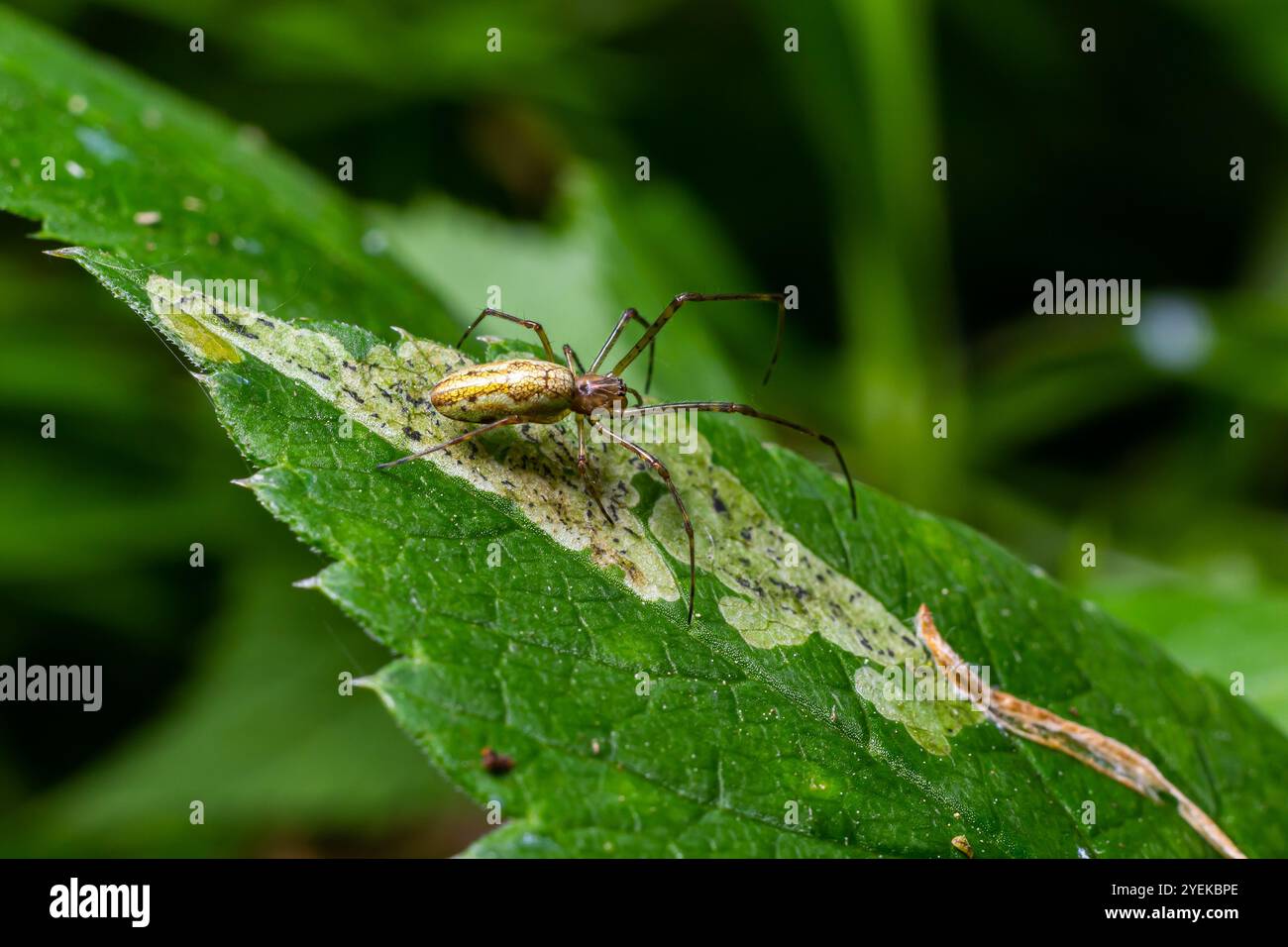 Long Jawed Spider Tetragnatha Extensa Long-Jawed Orb Weaver Spider ...