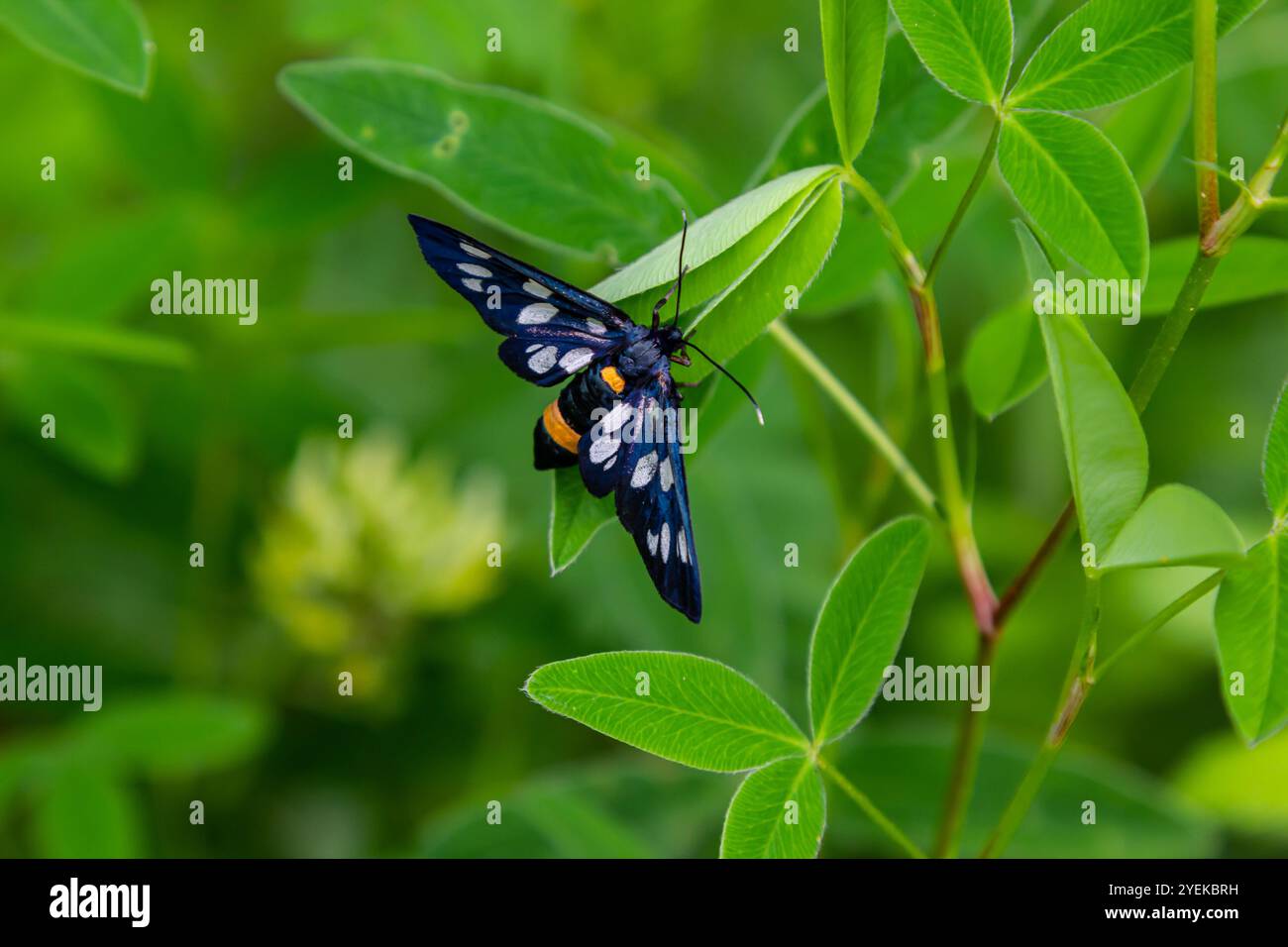 Butterfly czech republic hi-res stock photography and images - Alamy