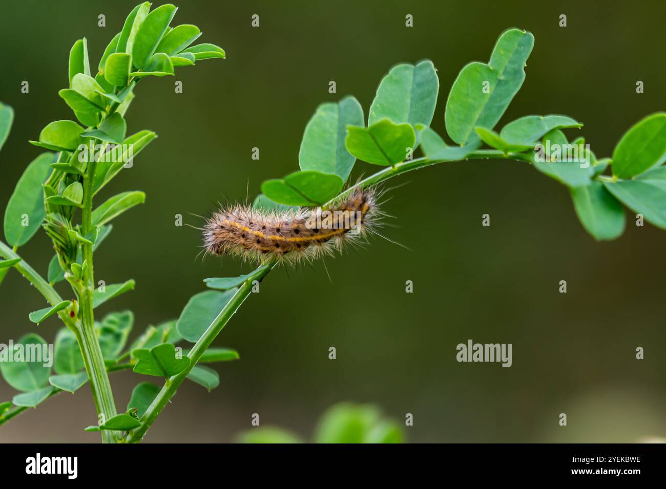 Hairy caterpillar on juicy fresh green leaves. Furry caterpillar ...