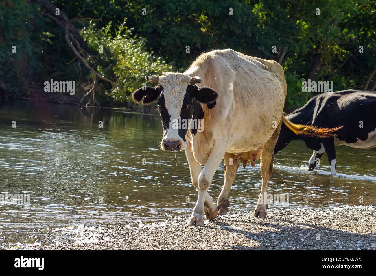 Asturias wild meadow cows hi-res stock photography and images - Alamy