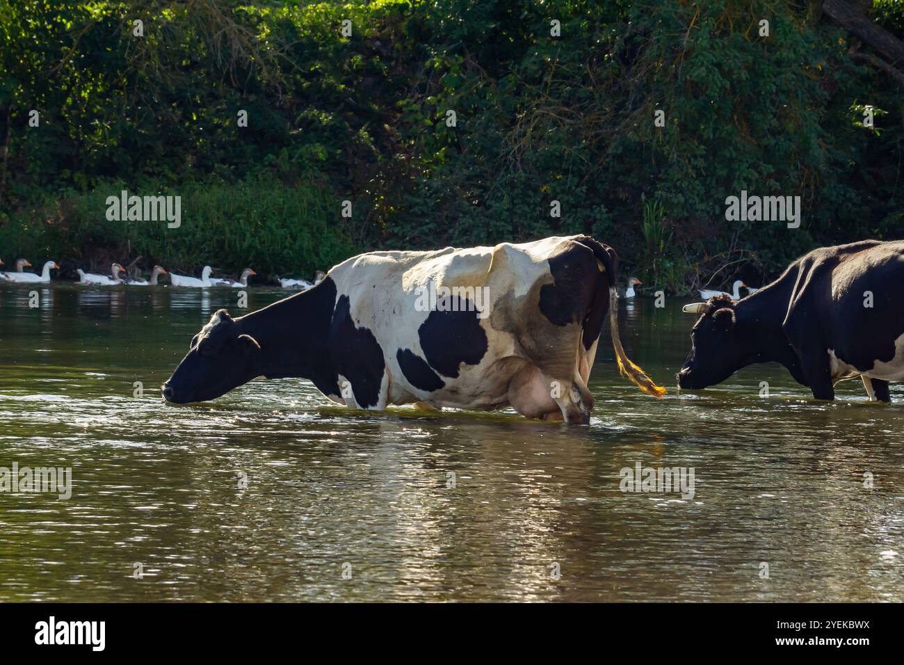 Asturias wild meadow cows hi-res stock photography and images - Alamy