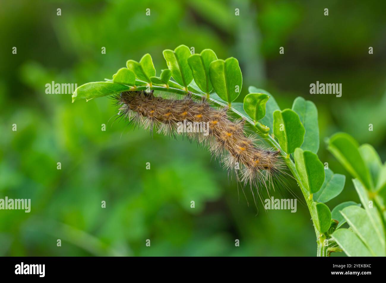 Hairy caterpillar on juicy fresh green leaves. Furry caterpillar ...