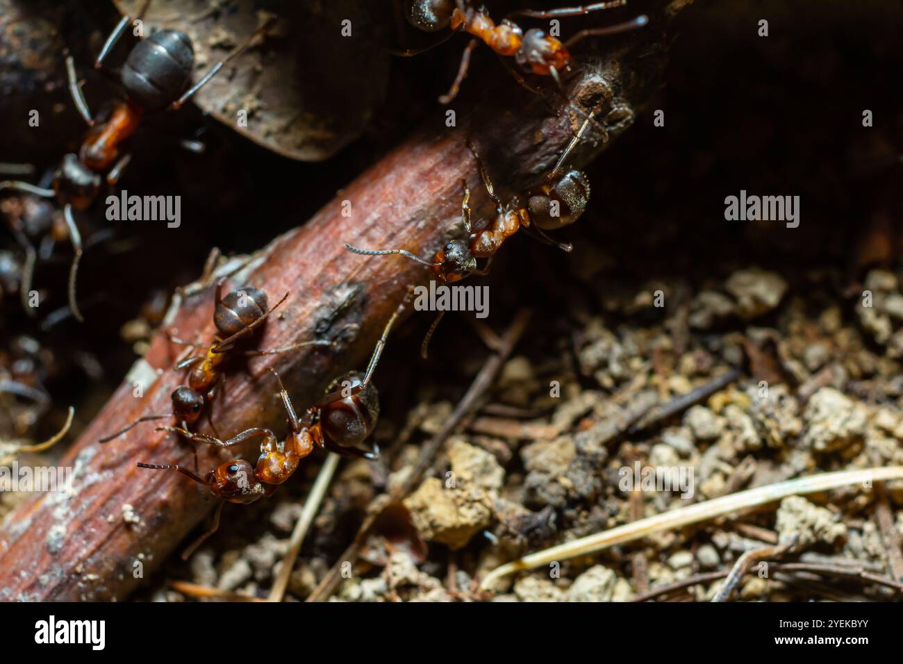 Fourmi rousse hi-res stock photography and images - Alamy