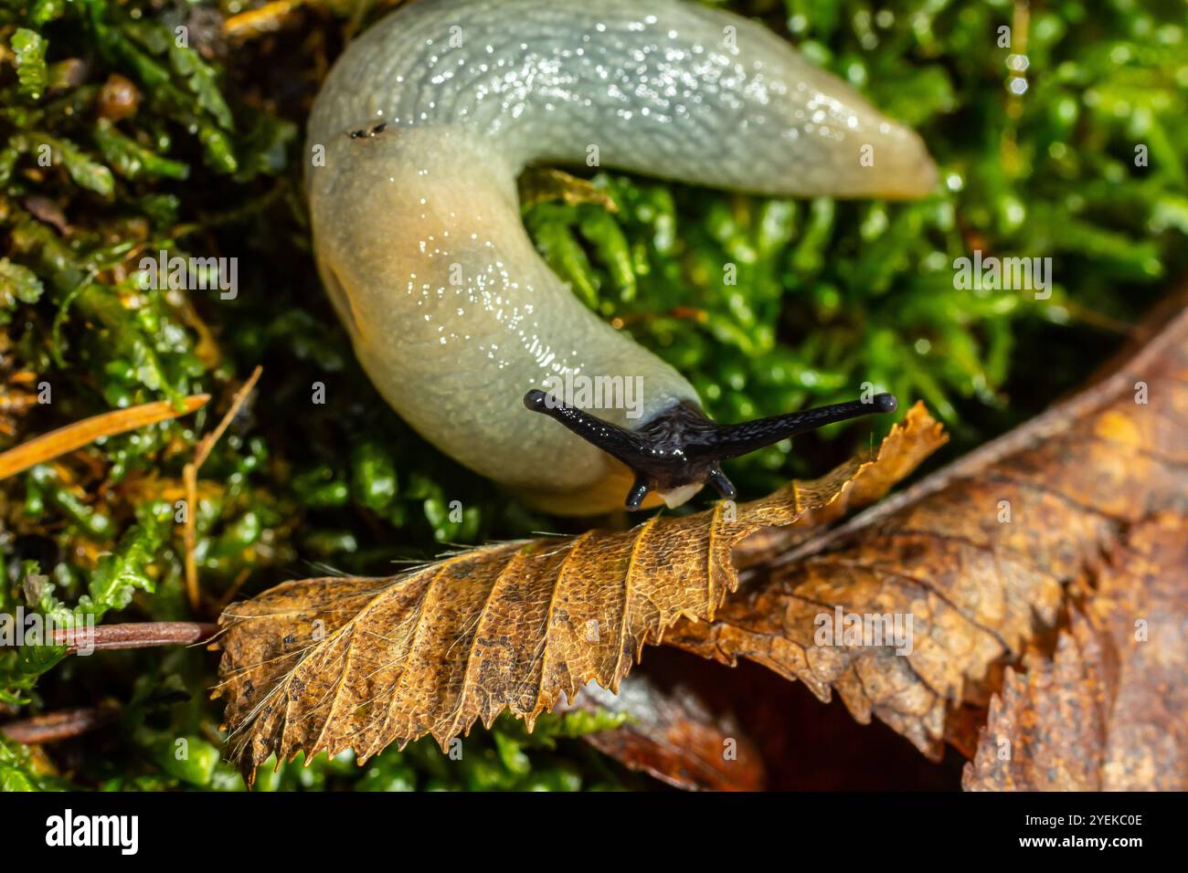 Intermedius hi-res stock photography and images - Alamy